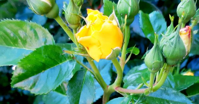 Sommar och sol… – Matmamman